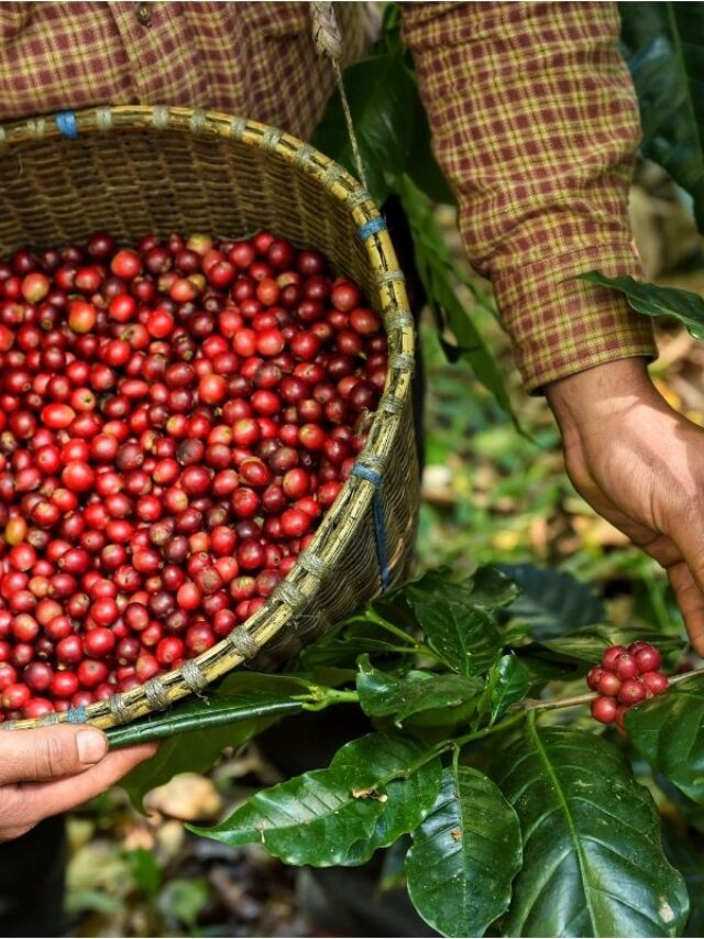 Saiba quais as diferenças entre as torras do café - Agrorural.net
