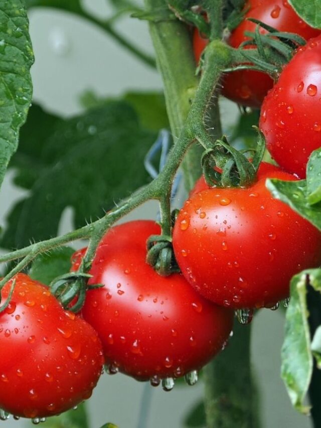 Como plantar tomate de mesa - Agrorural.net