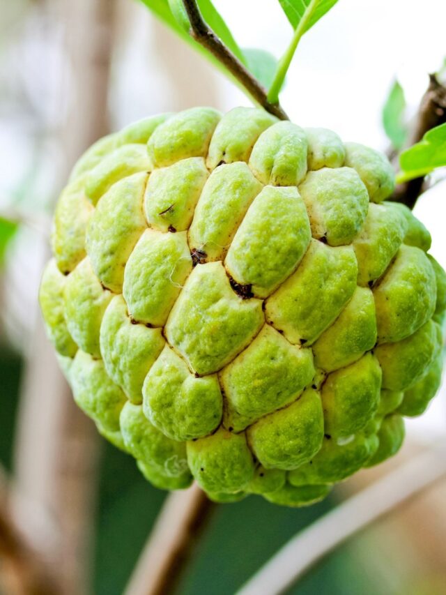 Como criar Atemoia? - Agrorural.net