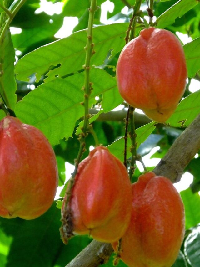 Conheça e veja os benefícios da Akee, o fruto desconhecido - Agrorural.net