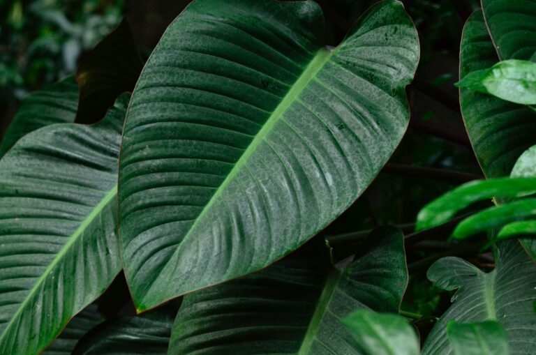 Você conhece a Babosa-de-pau? Entenda o que é e como cultivar ...