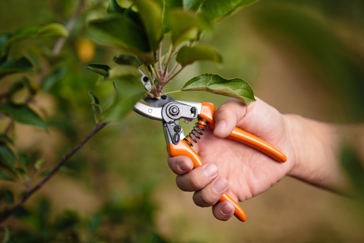Técnicas de podas para plantas ornamentais: orientações essenciais ...